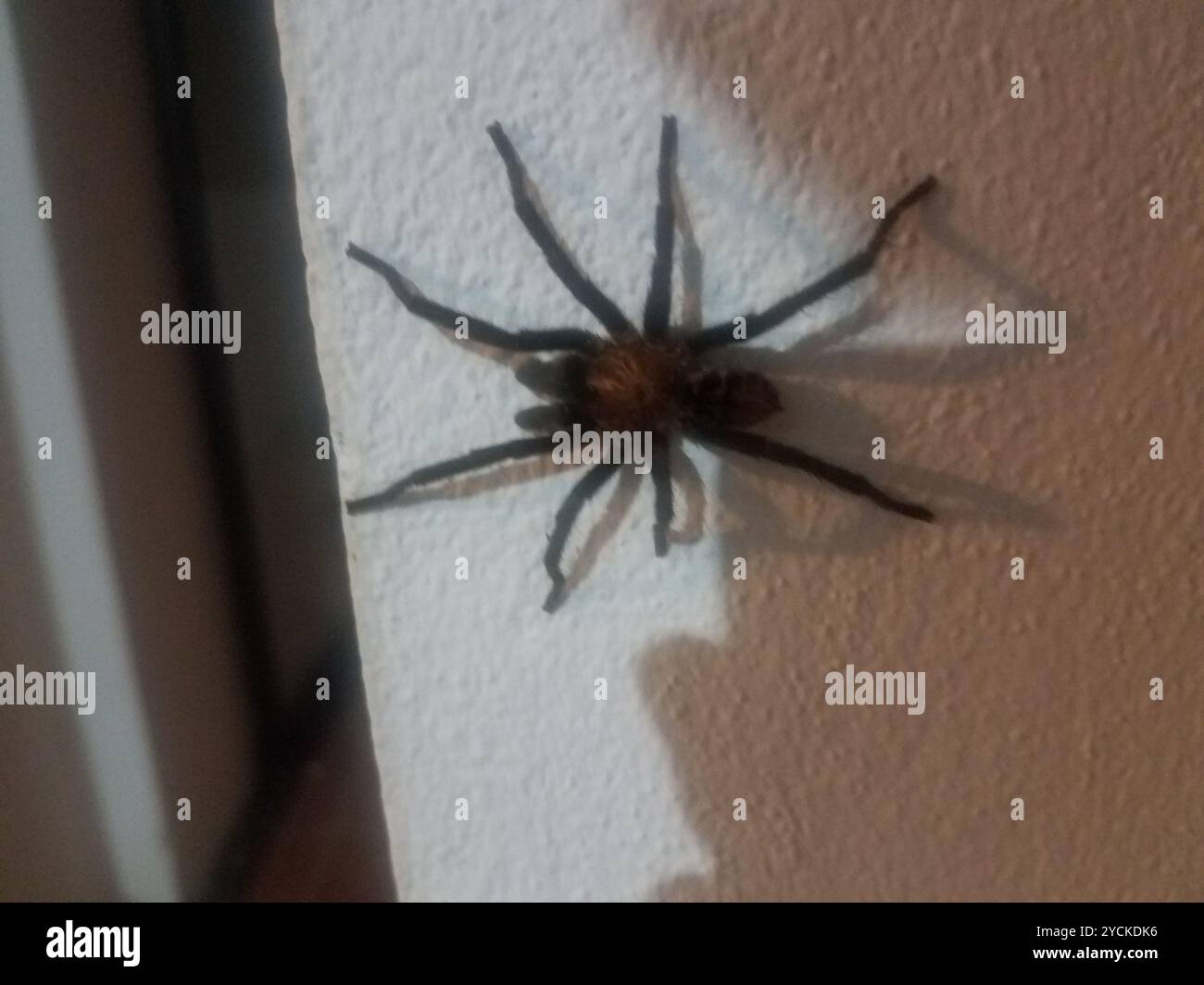 Costa Rican Suntiger Tarantula (Davus ruficeps) Arachnida Stock Photo ...