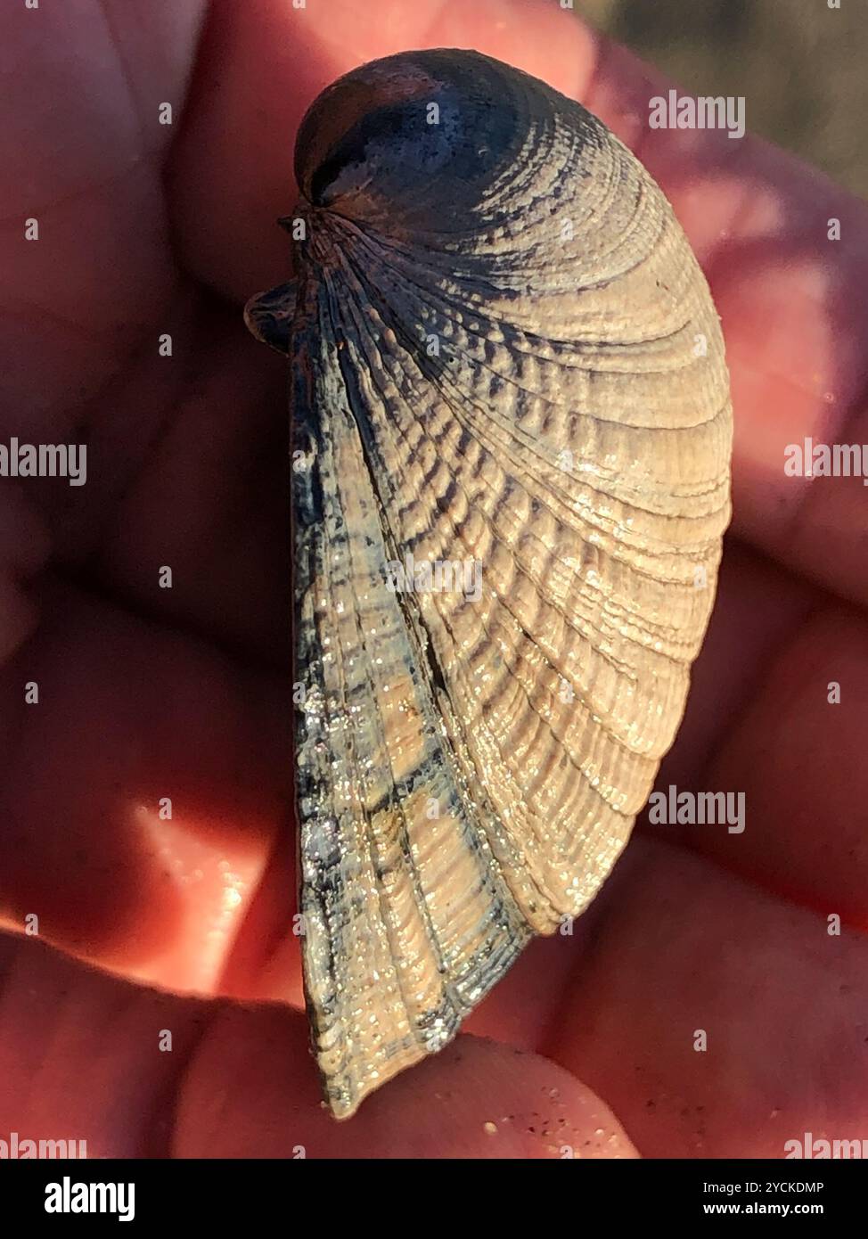 Pacific Littleneck Clam (Leukoma staminea) Mollusca Stock Photo - Alamy