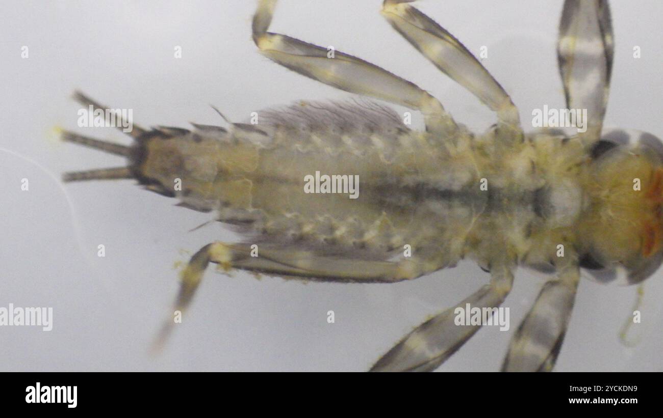 Orange Cahill (Stenacron interpunctatum) Insecta Stock Photo - Alamy