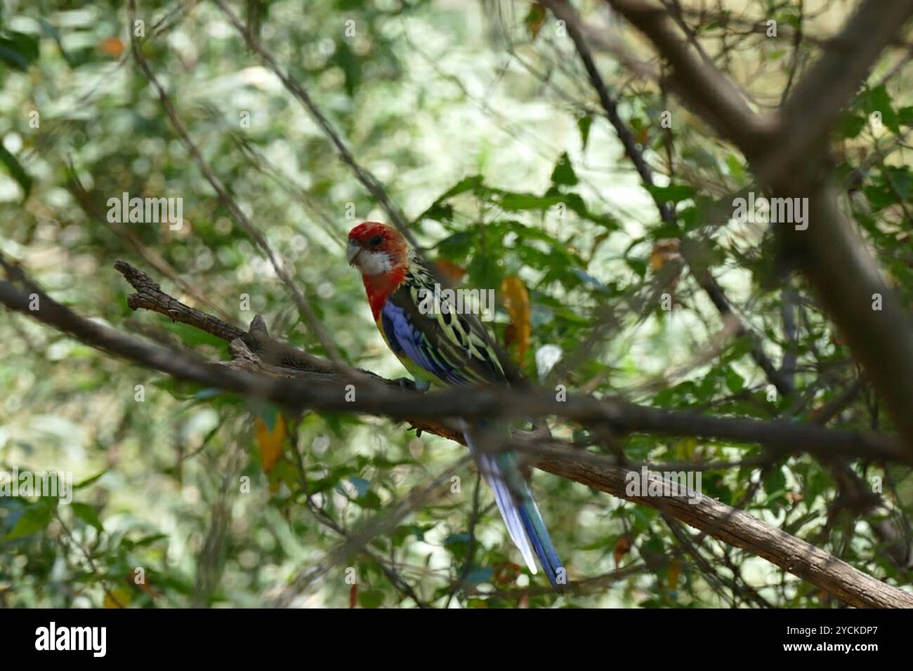 Eastern Rosella (Platycercus eximius) Aves Stock Photo - Alamy