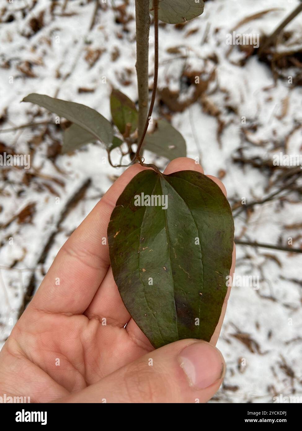 sawbrier (Smilax glauca) Plantae Stock Photo - Alamy