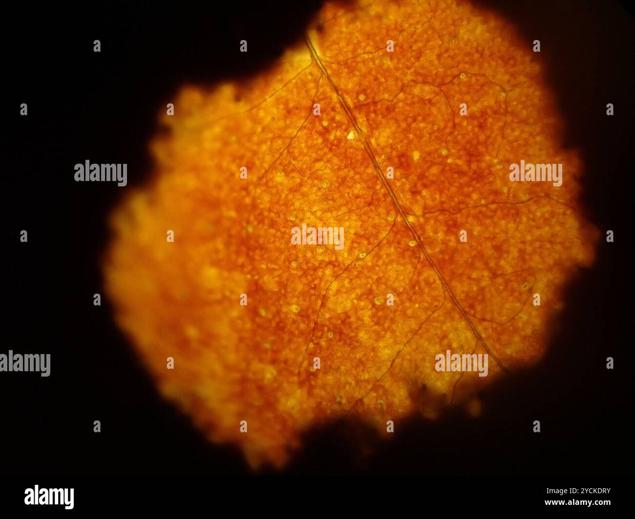 Scale-feeding Lady Beetles (Chilocorinae) Insecta Stock Photo - Alamy