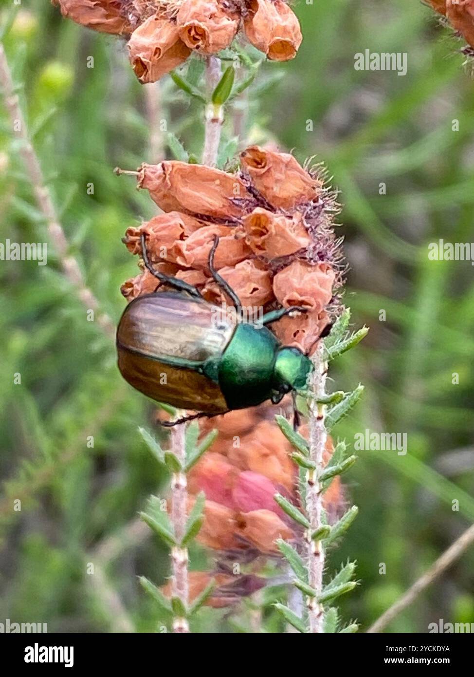 Dune Chafer (Anomala dubia) Insecta Stock Photo - Alamy