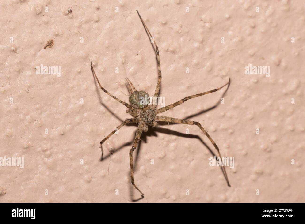 Two-tailed Spiders (Hersiliidae) Arachnida Stock Photo - Alamy