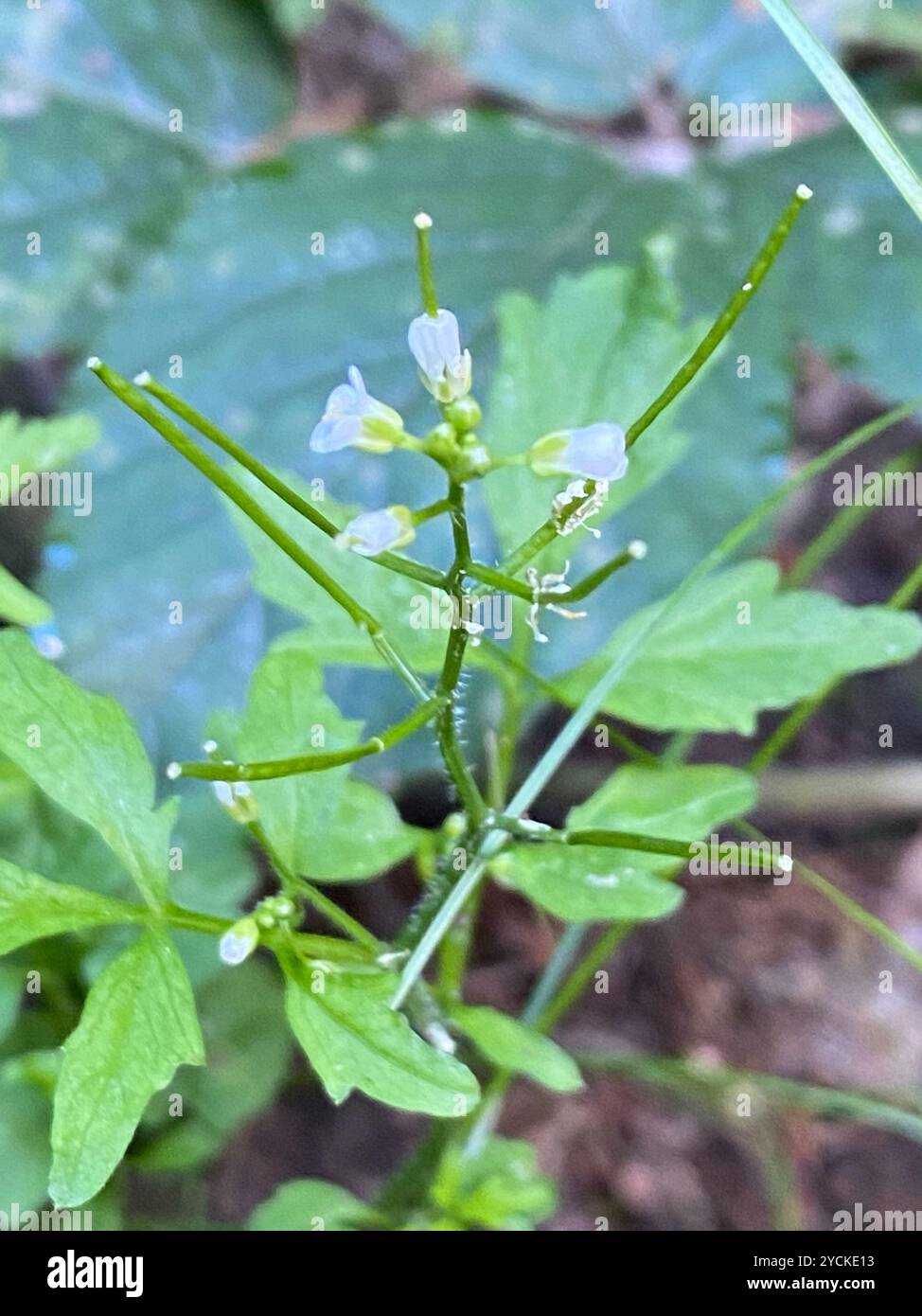 wavy bittercress (Cardamine flexuosa) Plantae Stock Photo - Alamy