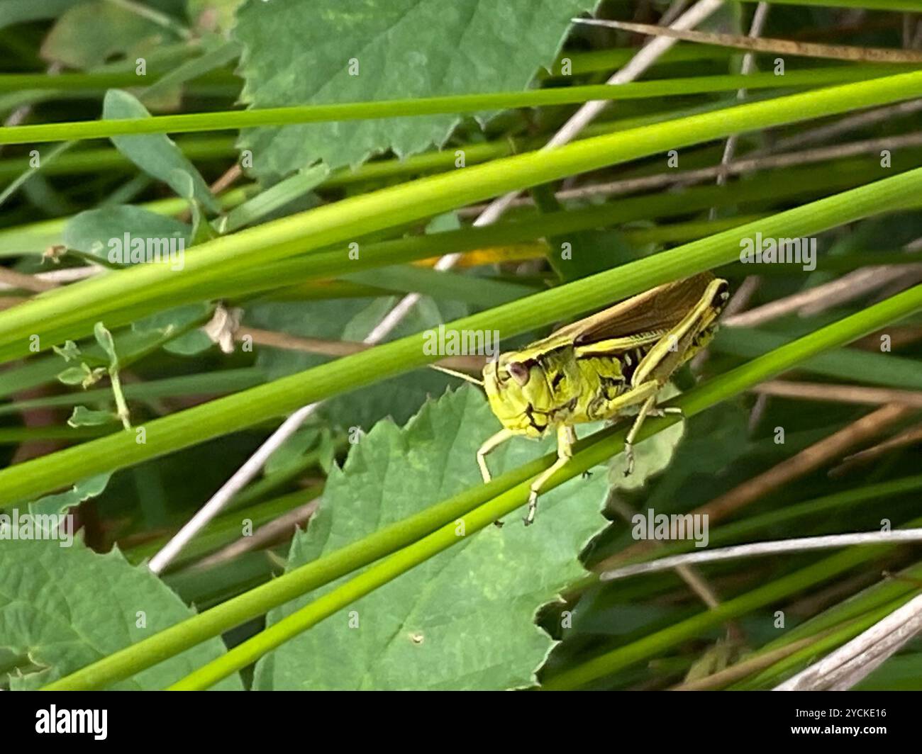 Large Marsh Grasshopper (Stethophyma grossum) Insecta Stock Photo - Alamy