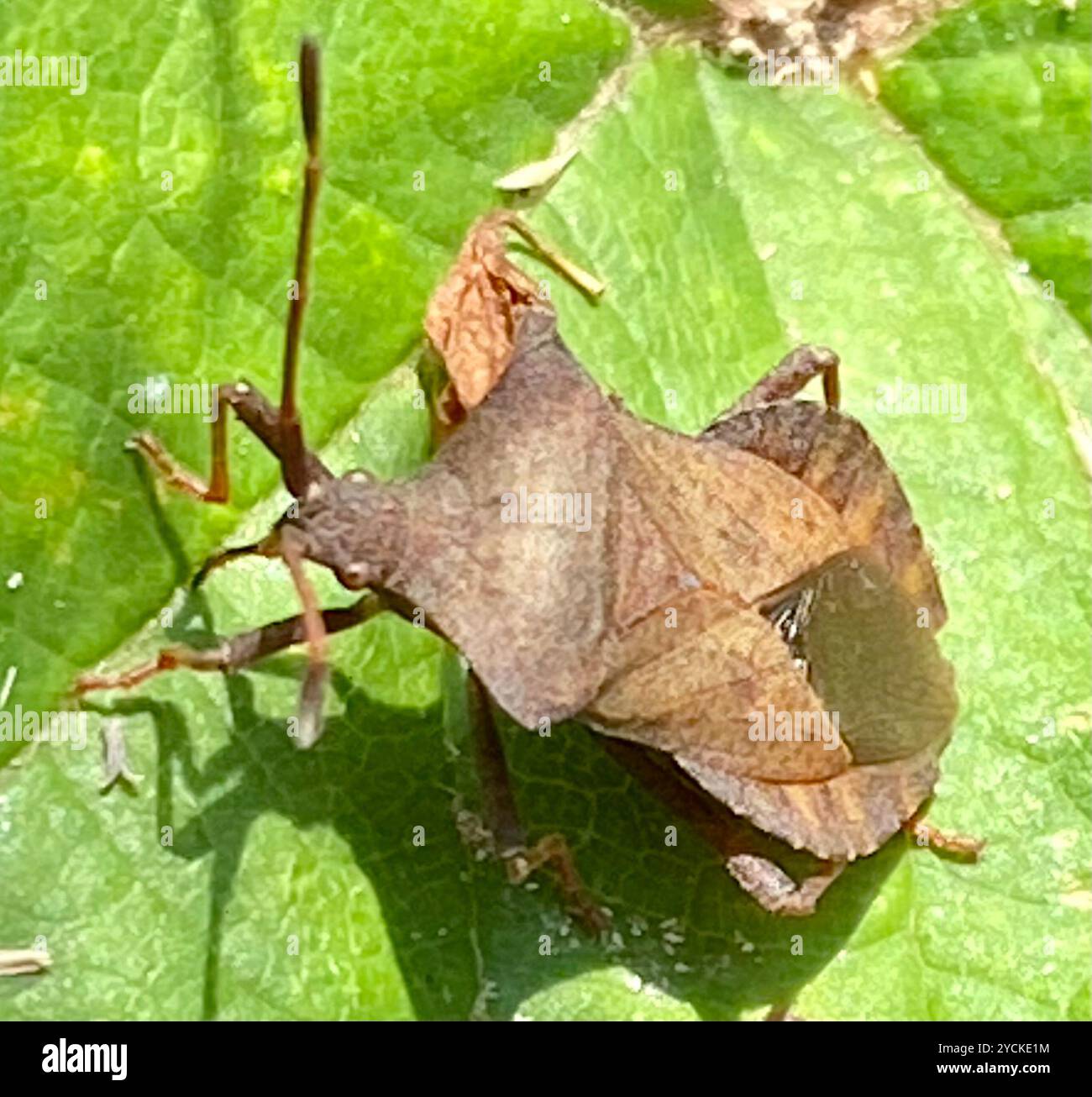 Dock Bug (Coreus marginatus) Insecta Stock Photo - Alamy