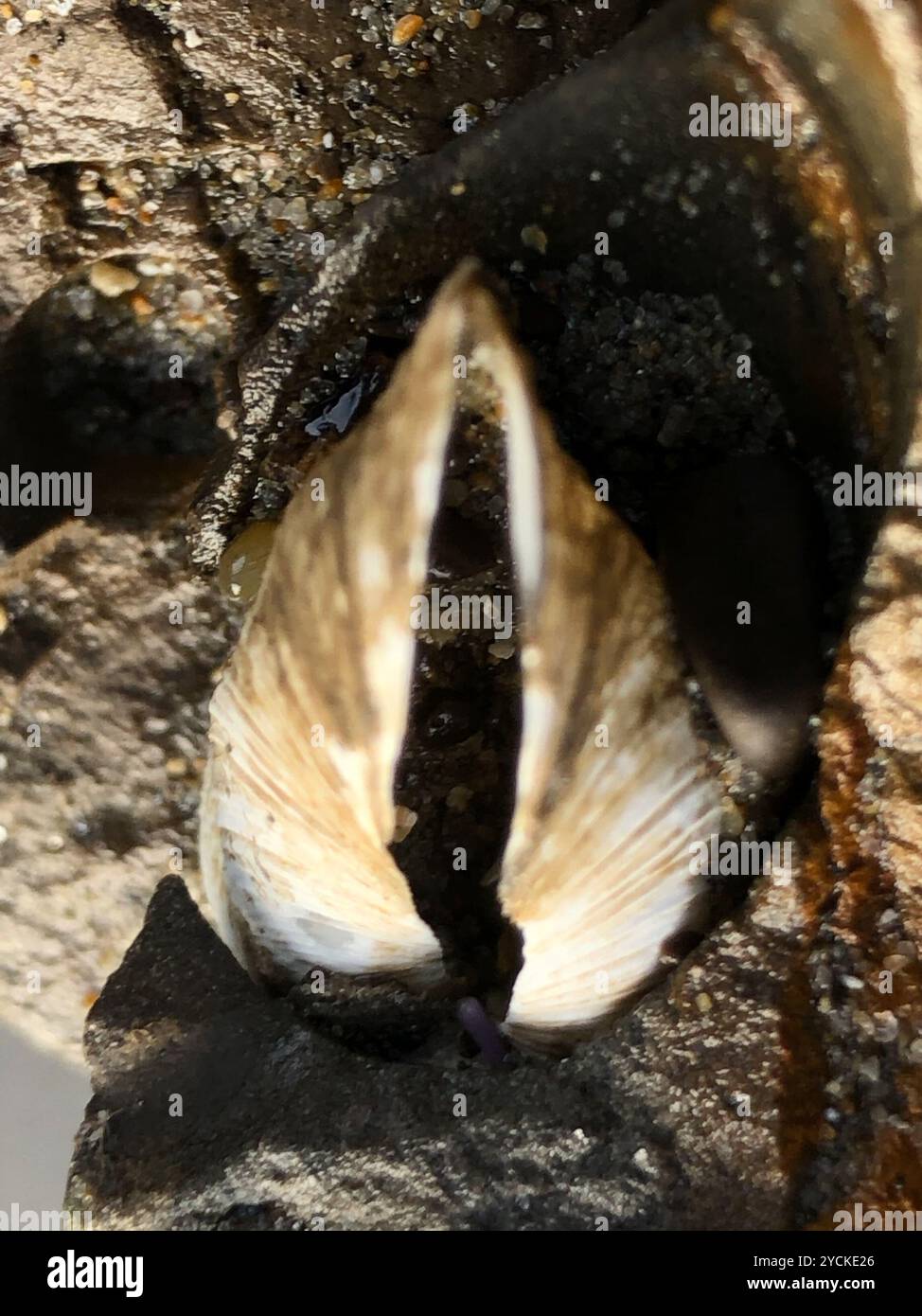 Piddocks and Angelwings (Pholadidae) Mollusca Stock Photo - Alamy