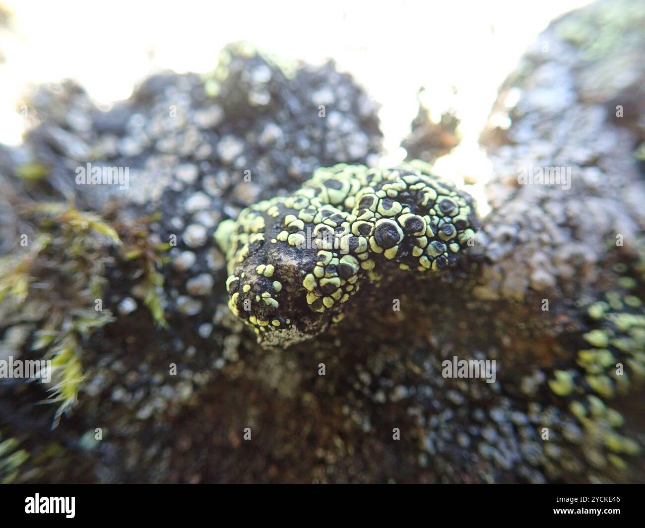 yellow map lichen (Rhizocarpon geographicum) Fungi Stock Photo - Alamy