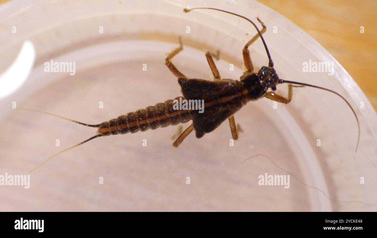Winter Stoneflies (Taeniopterygidae) Insecta Stock Photo - Alamy