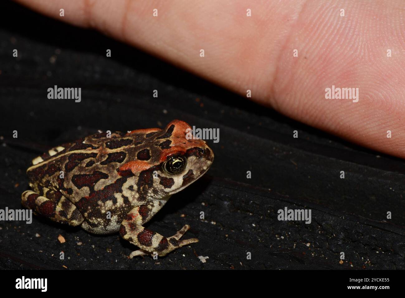 Western Leopard Toad (Sclerophrys pantherina) Amphibia Stock Photo - Alamy