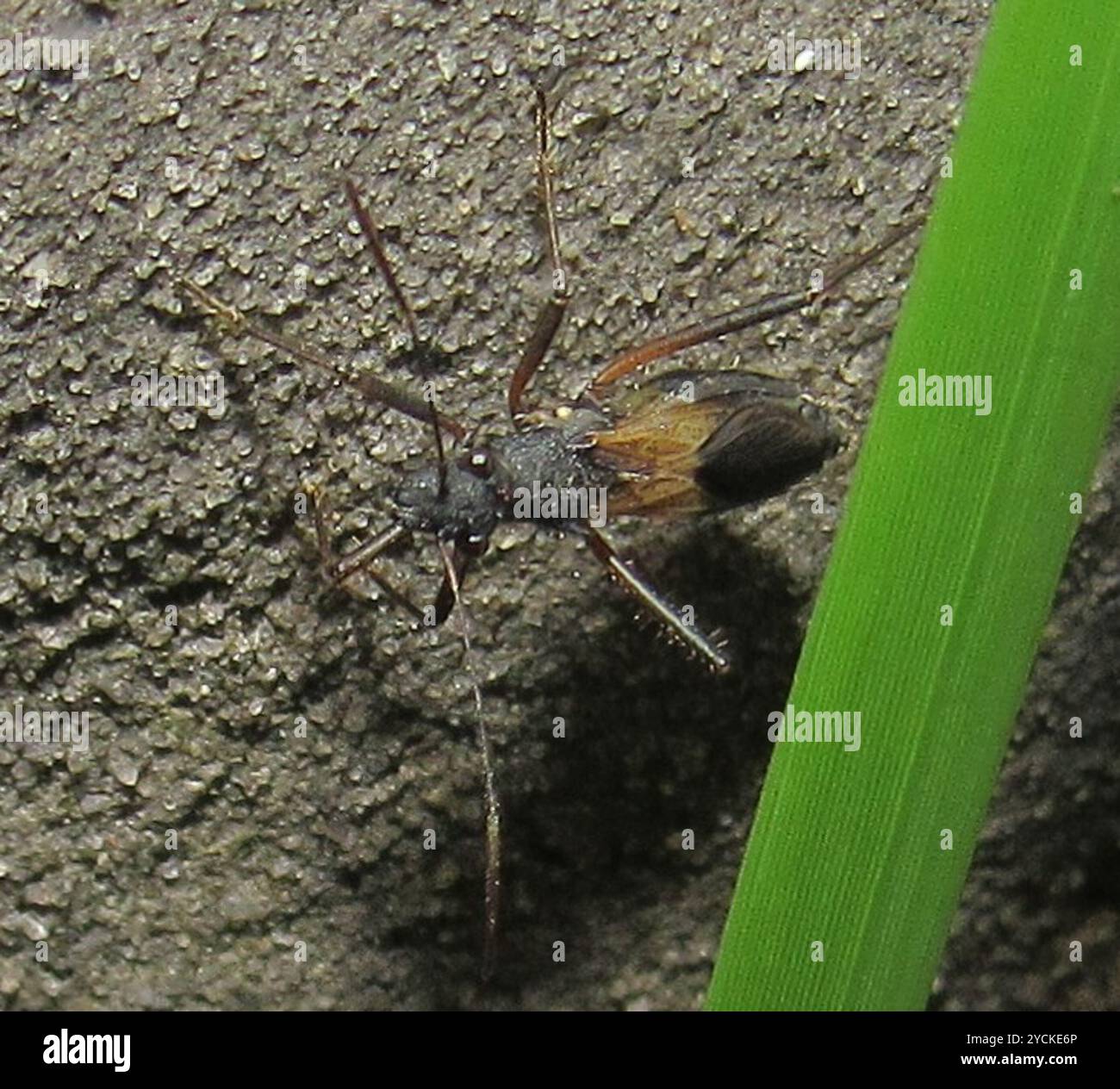 Cydamus hi-res stock photography and images - Alamy