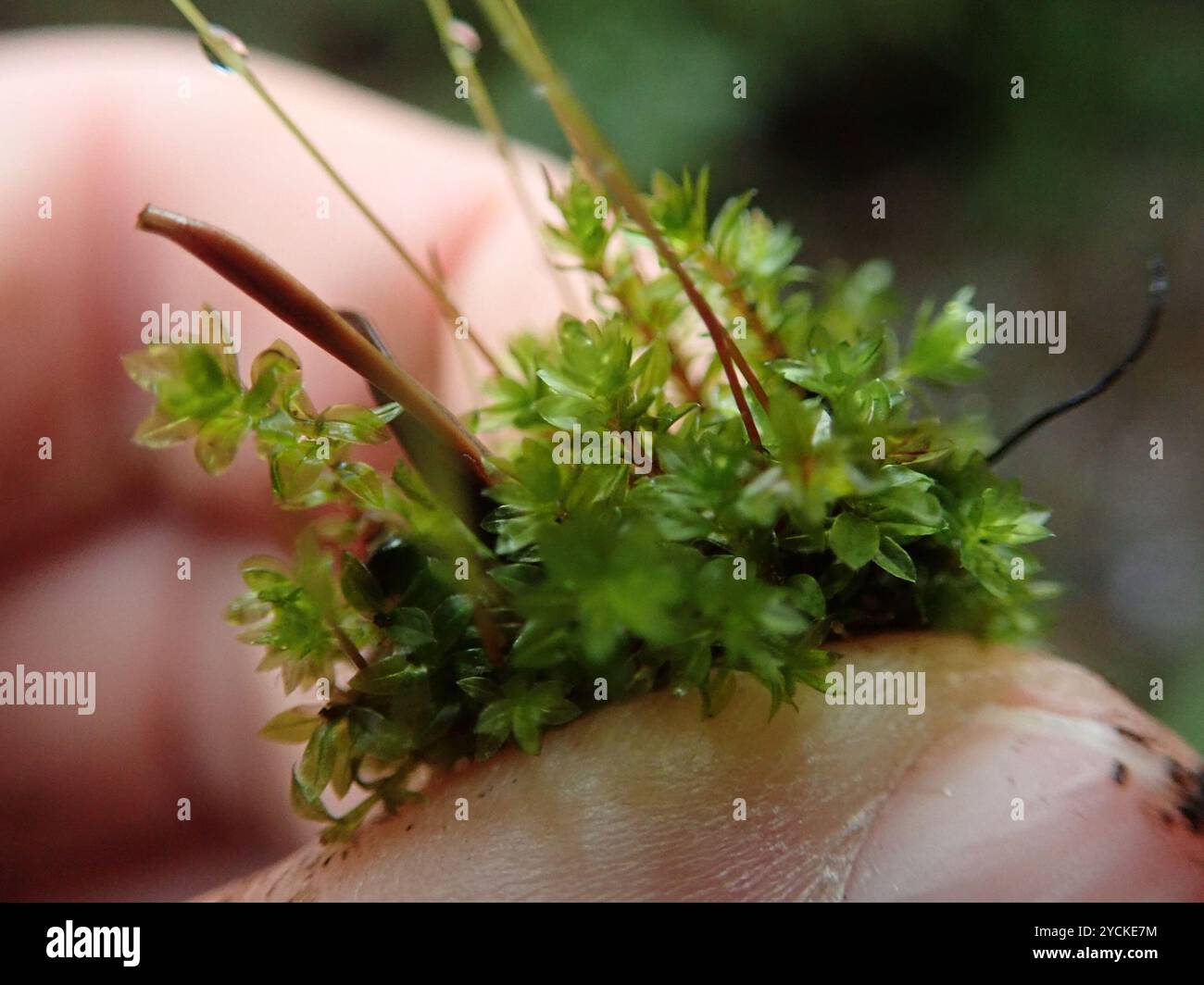 Long-leaved Thread Moss (Ptychostomum pseudotriquetrum) Plantae Stock ...