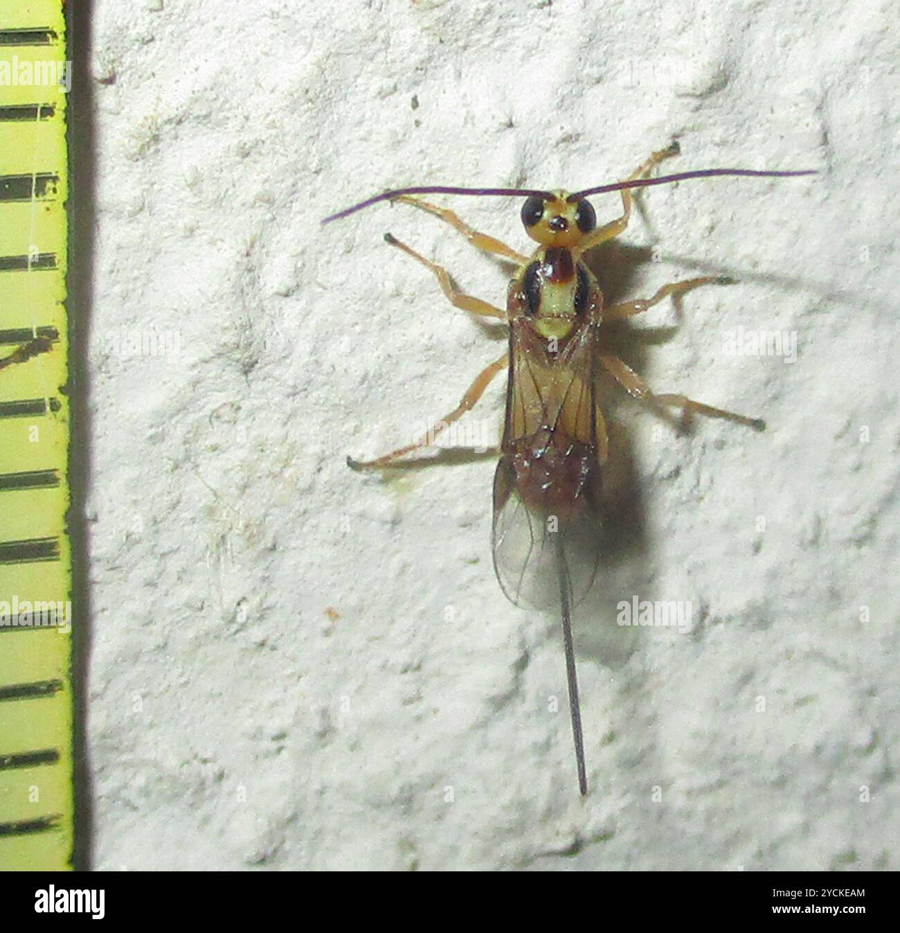 Ichneumonid and Braconid Wasps (Ichneumonoidea) Insecta Stock Photo - Alamy