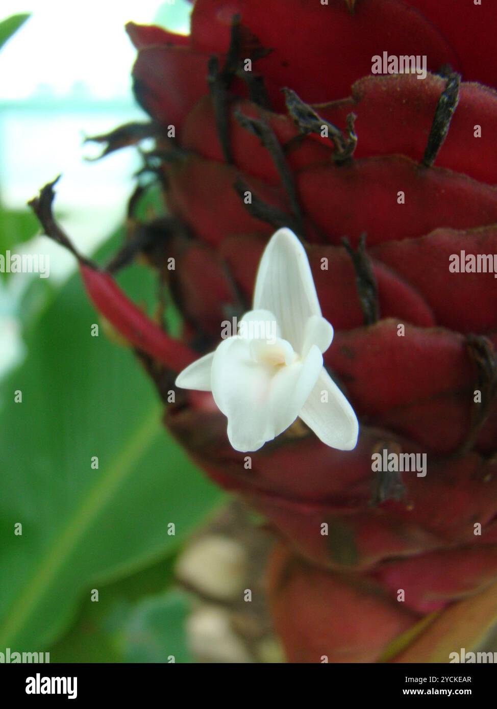 Red Ginger (Alpinia purpurata) Plantae Stock Photo - Alamy
