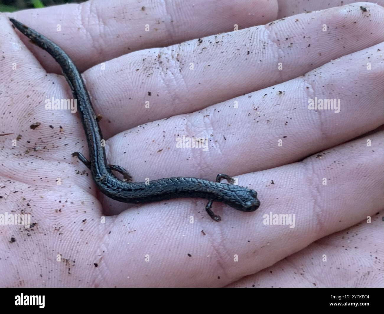California Slender Salamander (Batrachoseps attenuatus) Amphibia Stock ...