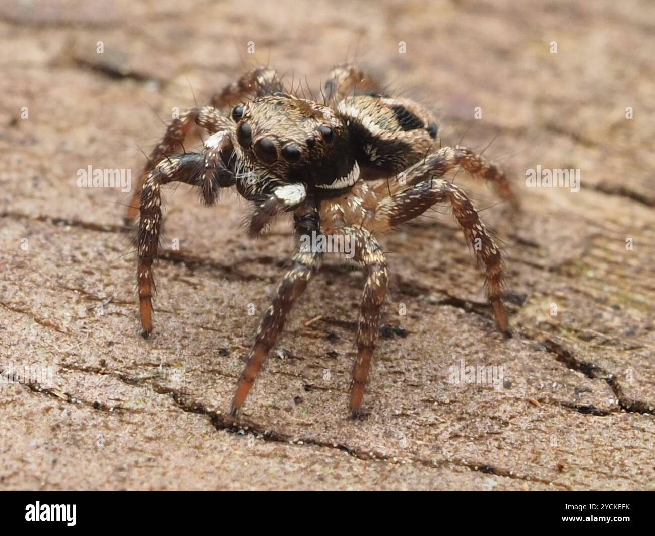 Twin-flagged Jumping Spider (Anasaitis canosus) Arachnida Stock Photo ...