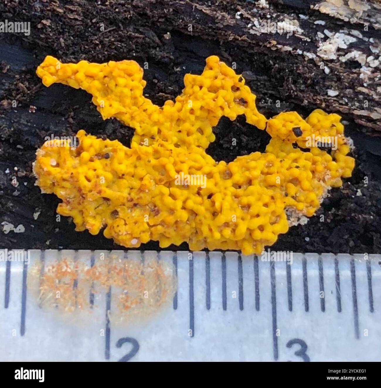 Dog Vomit Slime Mold (Fuligo septica) Protozoa Stock Photo - Alamy