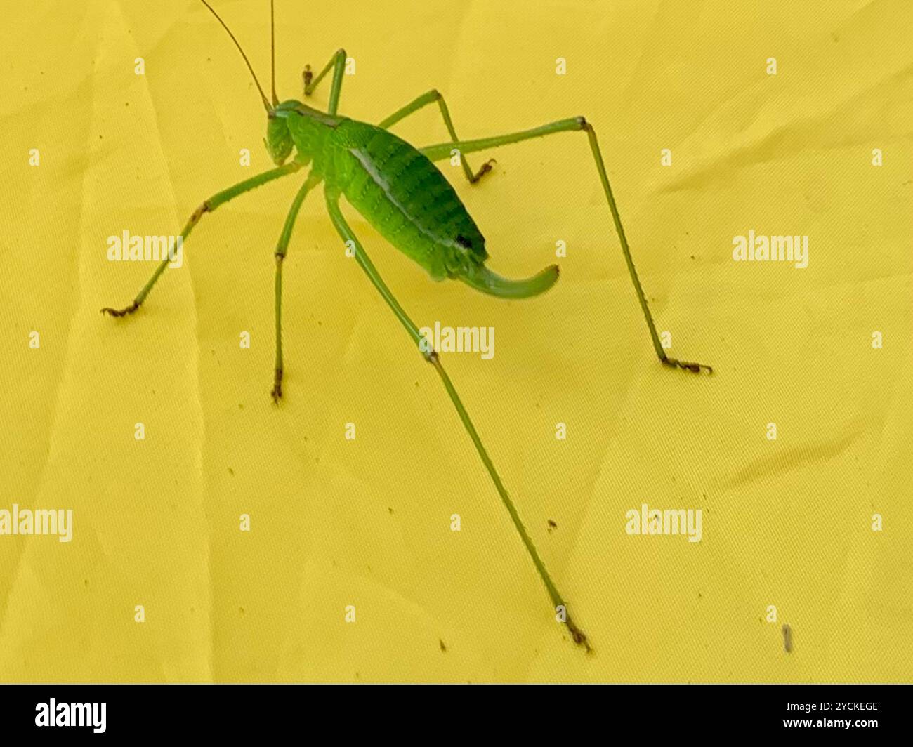 (Peronura clavigera) Insecta Stock Photo - Alamy