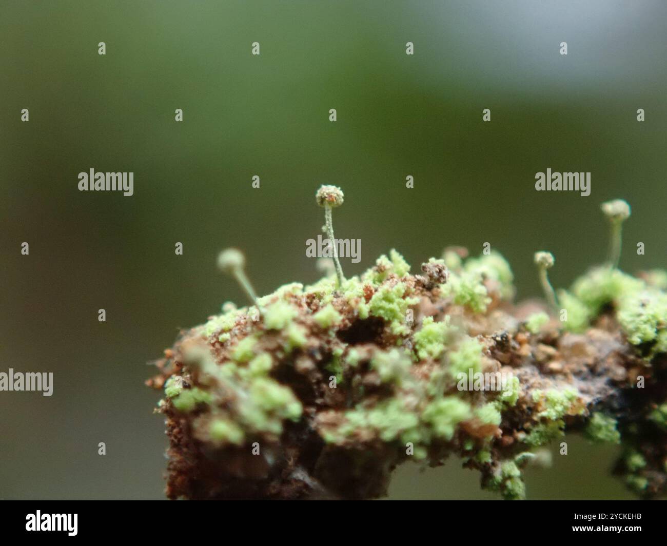 Sulphur Stubble Lichen (Chaenotheca furfuracea) Fungi Stock Photo - Alamy