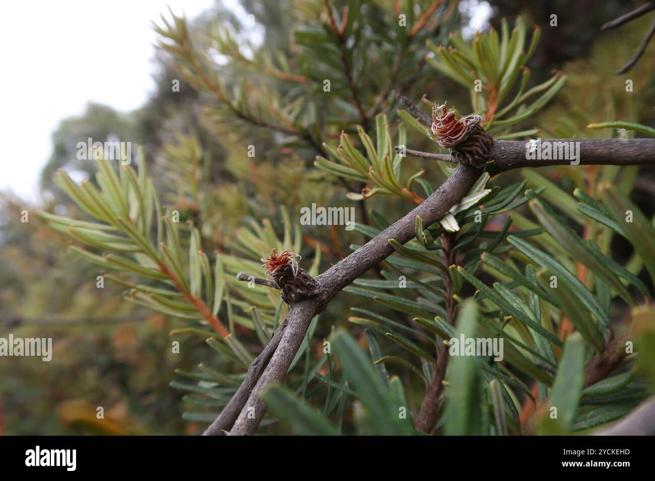 Silver Banksia (Banksia marginata) Plantae Stock Photo - Alamy