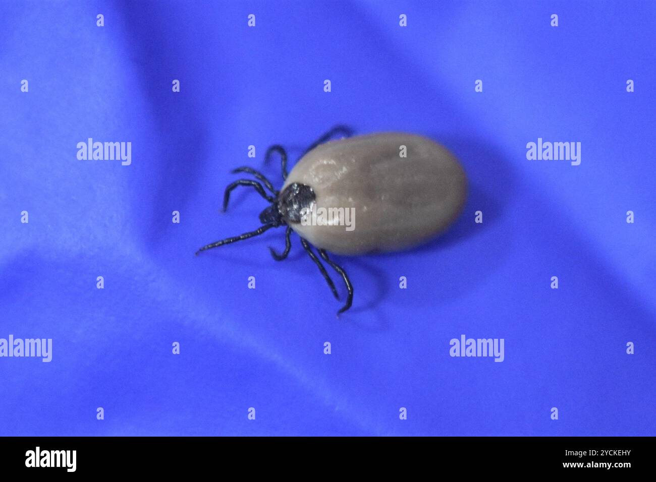 Western Black-legged Tick (Ixodes pacificus) Arachnida Stock Photo - Alamy