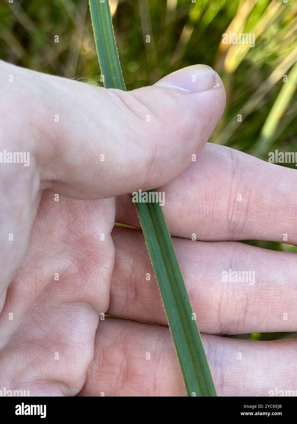 Jamaica swamp sawgrass (Cladium mariscus jamaicense) Plantae Stock ...