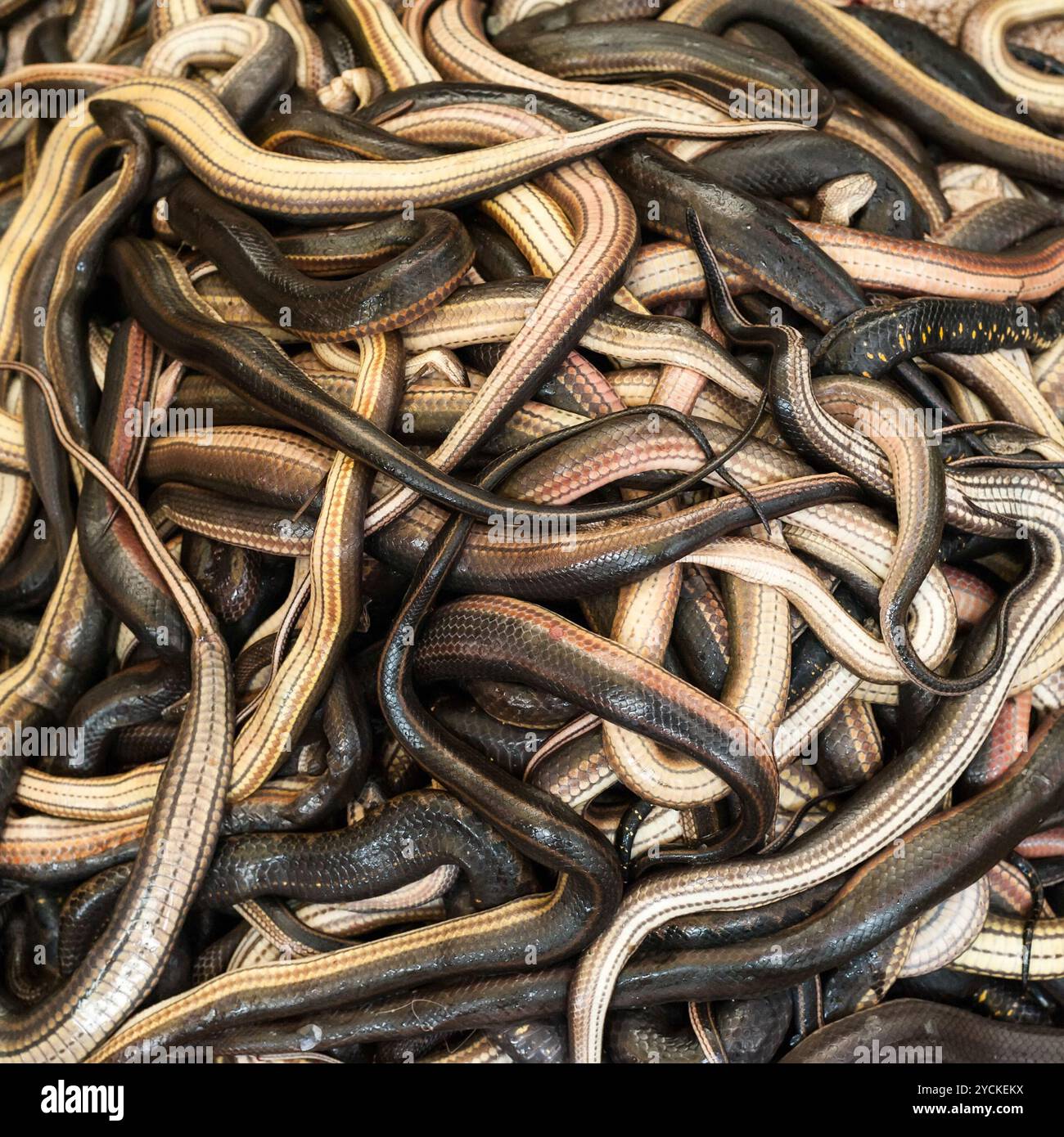 Dead snakes hi-res stock photography and images - Alamy