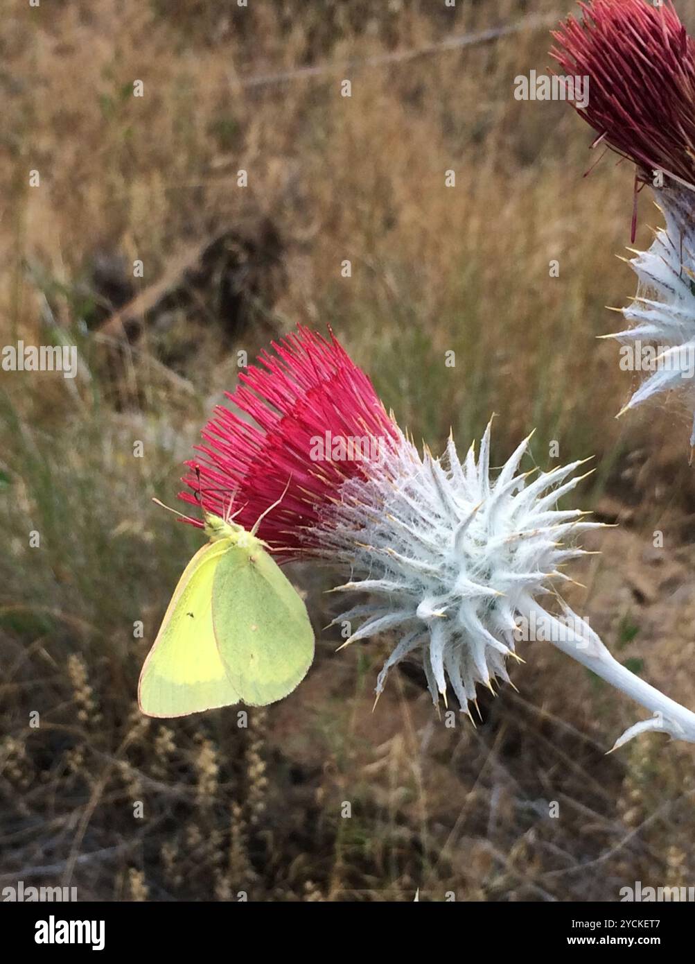 Queen alexandra sulphur hi-res stock photography and images - Alamy