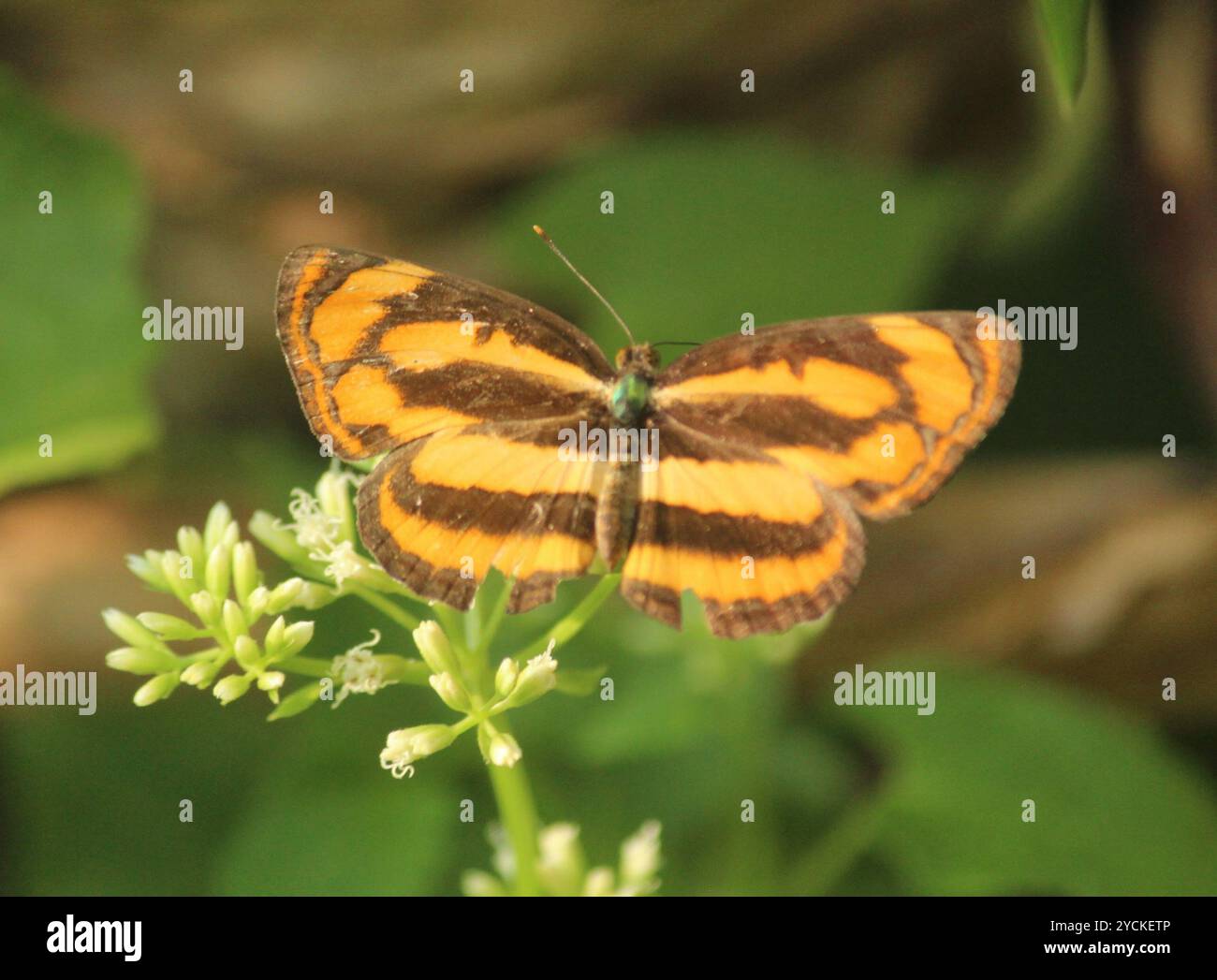 Common Lascar (Pantoporia hordonia) Insecta Stock Photo - Alamy
