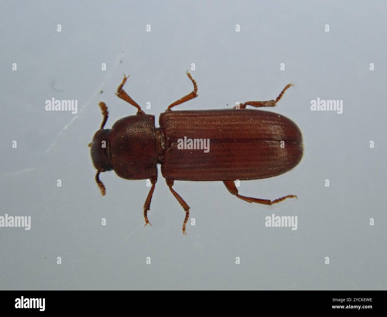 Red Flour Beetle (Tribolium castaneum) Insecta Stock Photo - Alamy