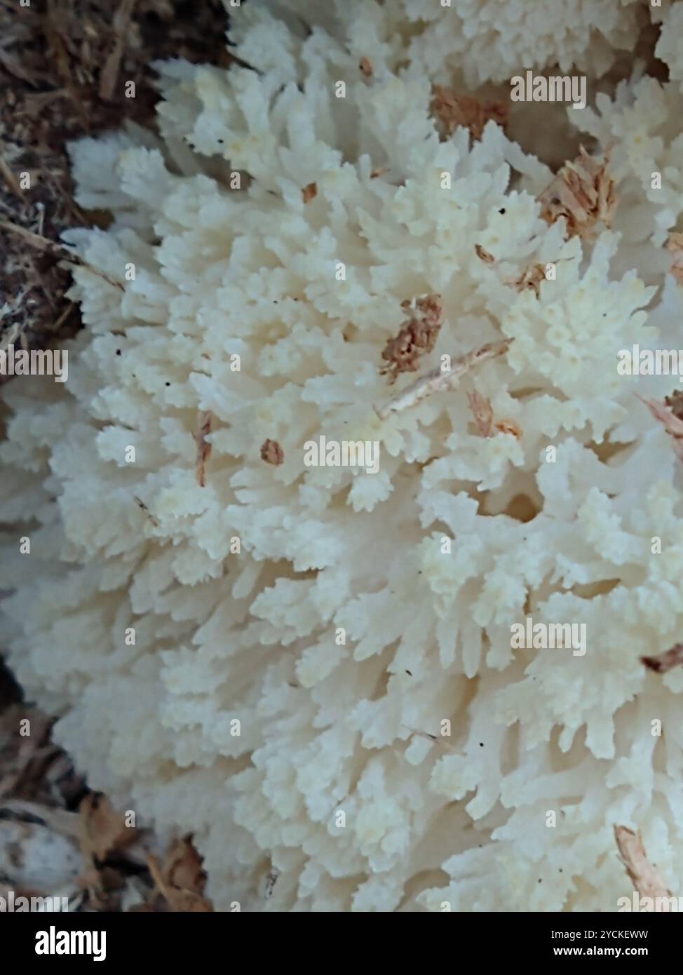 Bear's Head Tooth (Hericium americanum) Fungi Stock Photo - Alamy