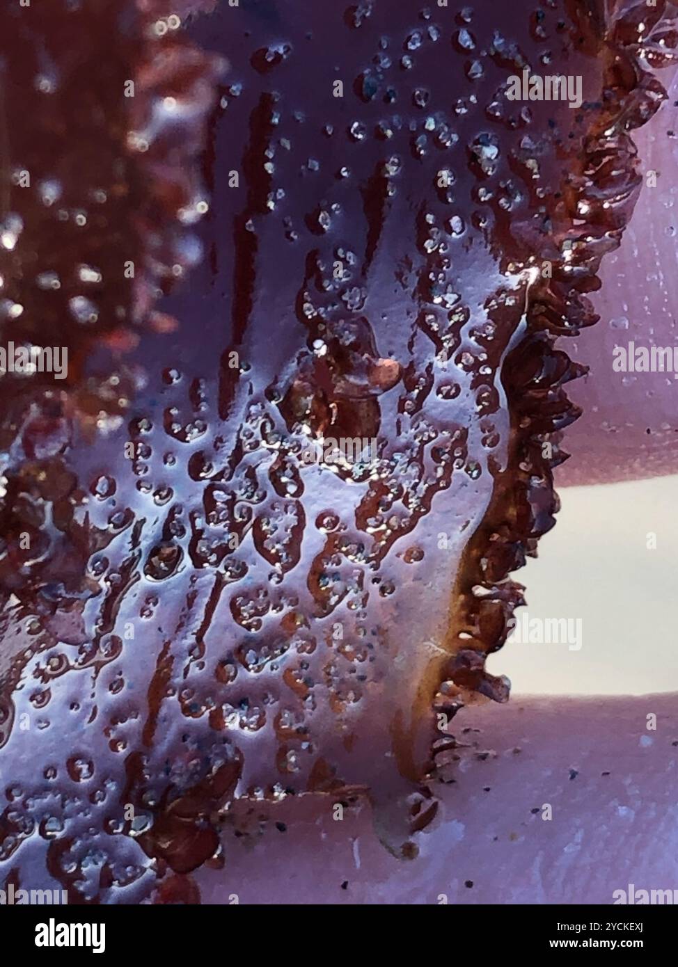 Grape Tongue (Cryptopleura ruprechtiana) Plantae Stock Photo - Alamy