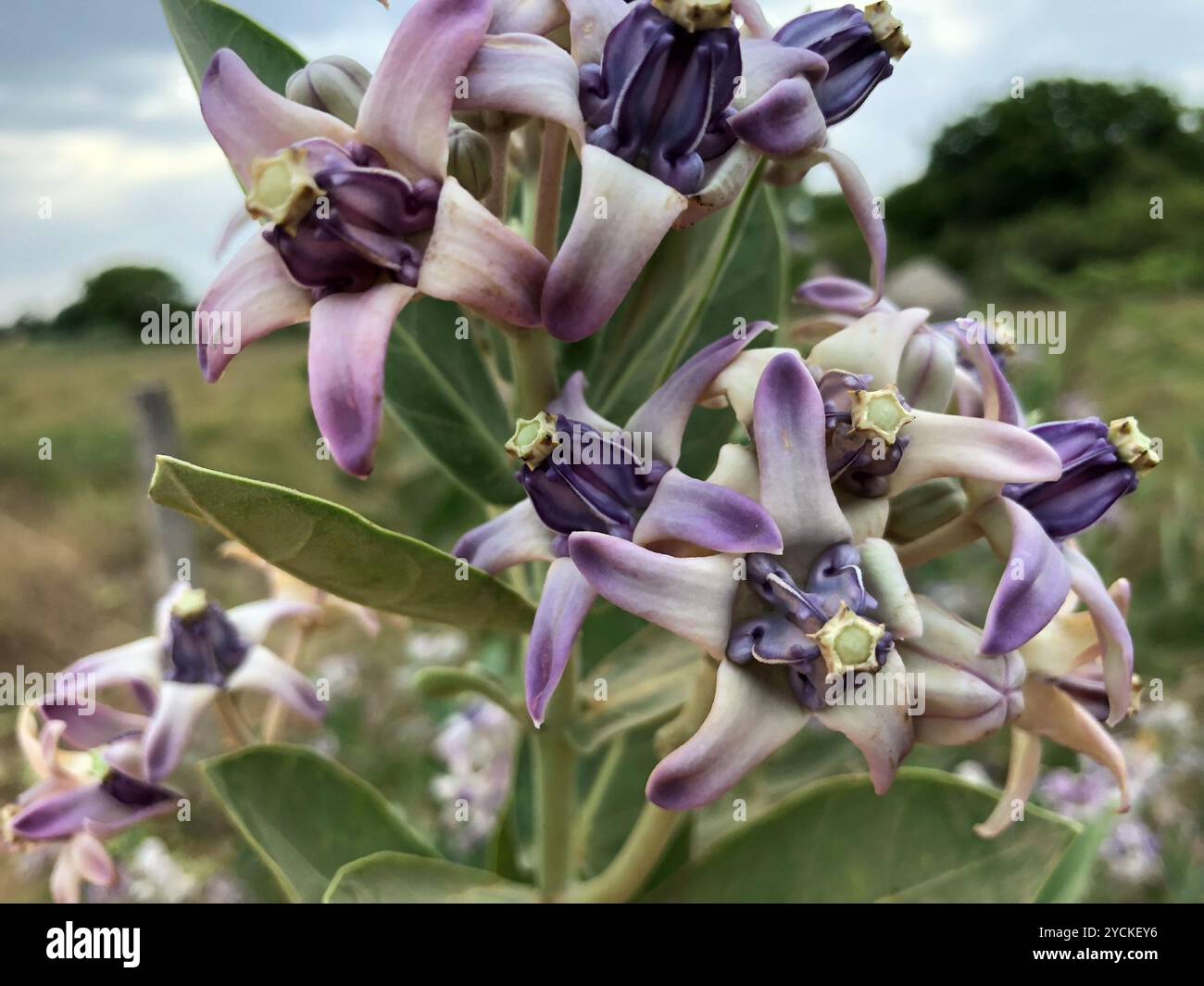 crown flower (Calotropis gigantea) Plantae Stock Photo - Alamy