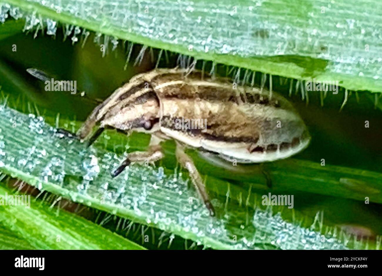 Bishop's Mitre Shield Bug (Aelia acuminata) Insecta Stock Photo - Alamy
