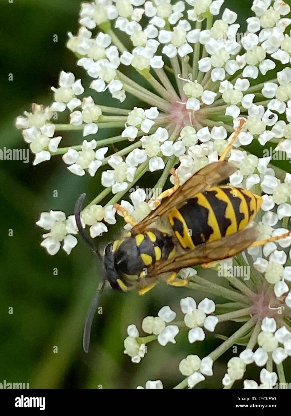 German Yellowjacket (Vespula germanica) Insecta Stock Photo - Alamy