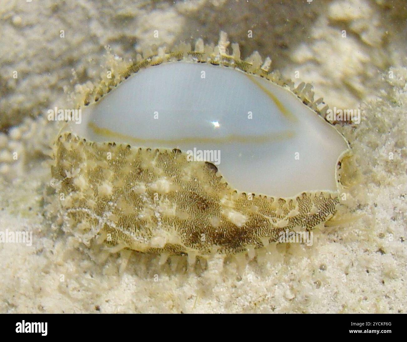 Gold Ring Cowry (Monetaria annulus) Mollusca Stock Photo - Alamy