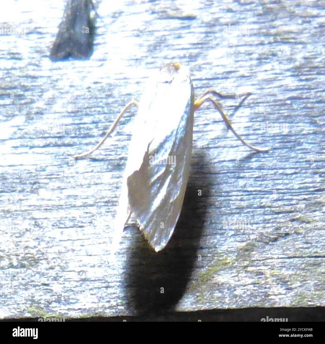 Lichen Moths (Lithosiini) Insecta Stock Photo - Alamy