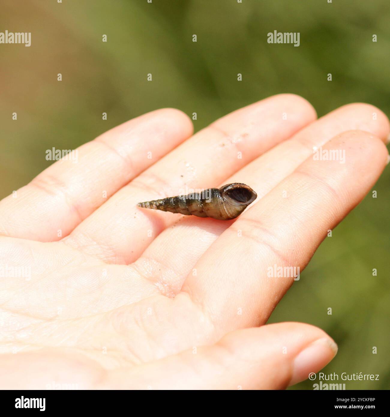 Red-rimmed Melania (Melanoides tuberculata) Mollusca Stock Photo - Alamy