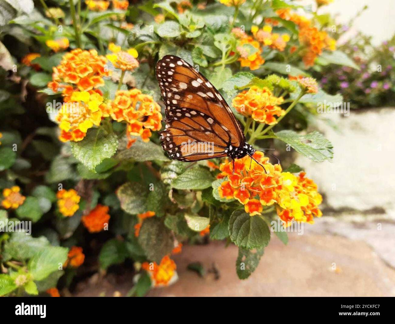 Southern Monarch (Danaus erippus) Insecta Stock Photo - Alamy
