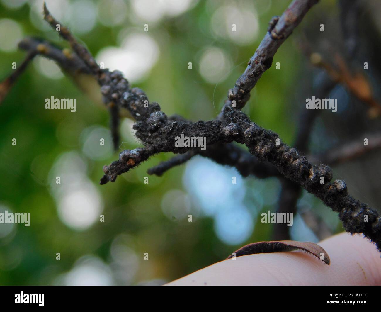 Lobate Lac Scale (Paratachardina pseudolobata) Insecta Stock Photo - Alamy