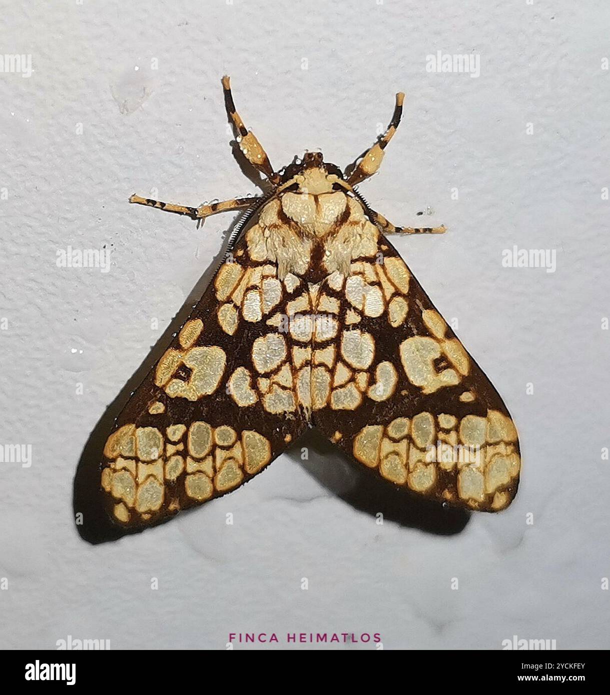 Tessella hi-res stock photography and images - Alamy