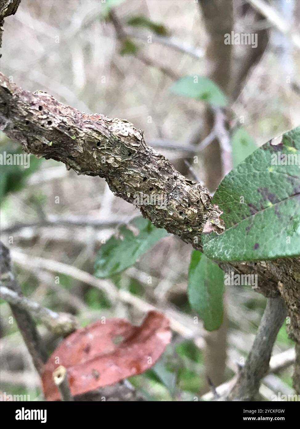 Gum bumelia (Sideroxylon lanuginosum) Plantae Stock Photo - Alamy