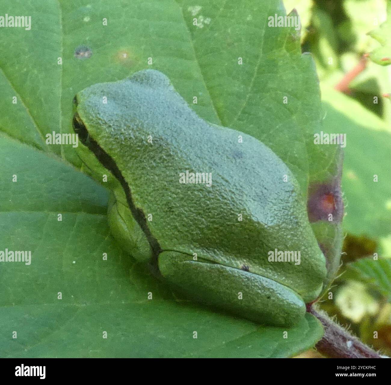European Tree Frog (Hyla arborea) Amphibia Stock Photo - Alamy