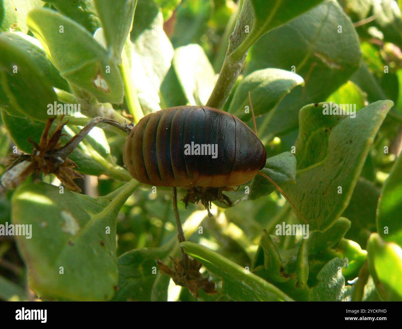 Cape Mountain Cockroach (Aptera fusca) Insecta Stock Photo - Alamy