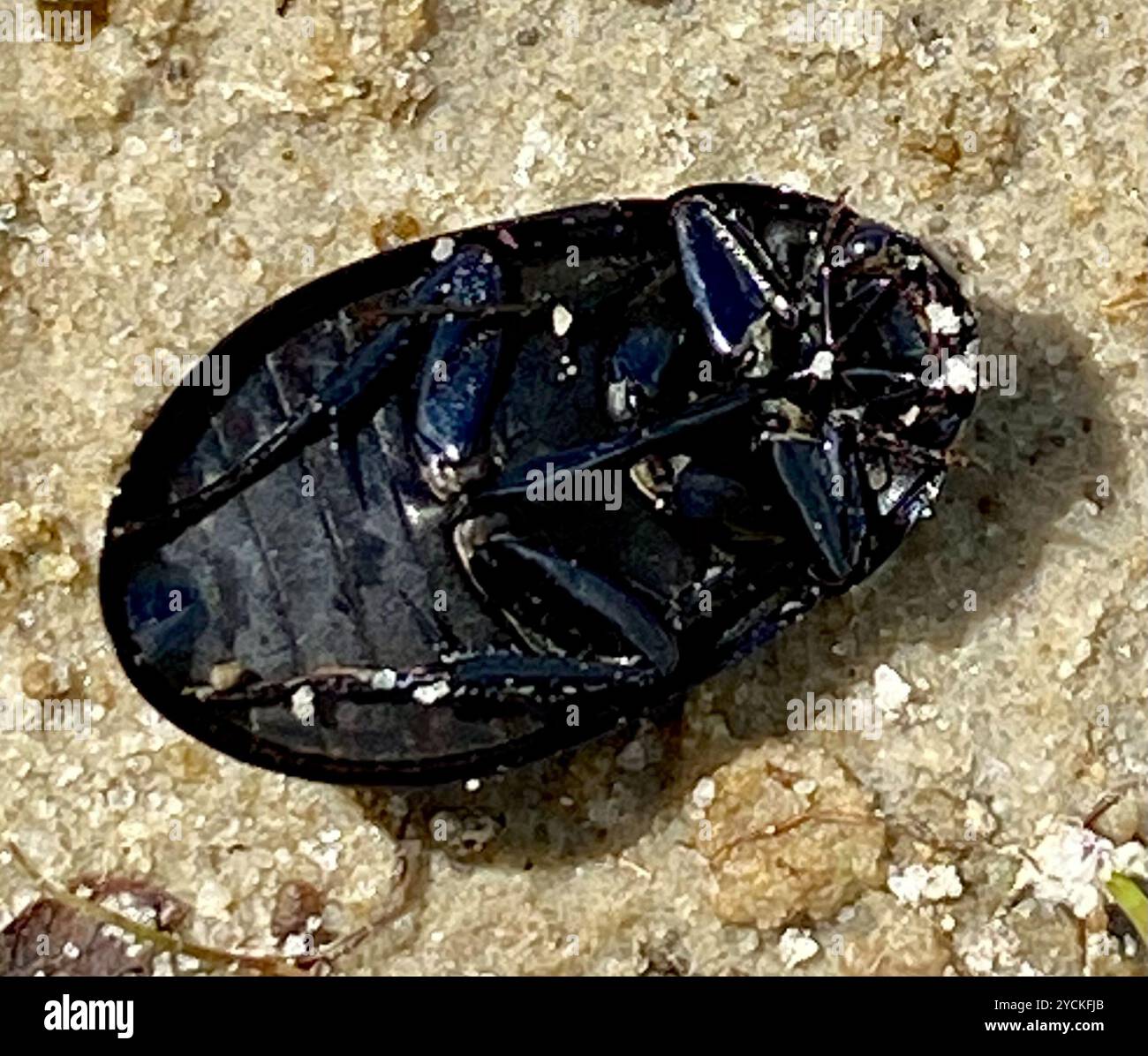 Lesser Silver Water Beetle (Hydrochara caraboides) Insecta Stock Photo ...