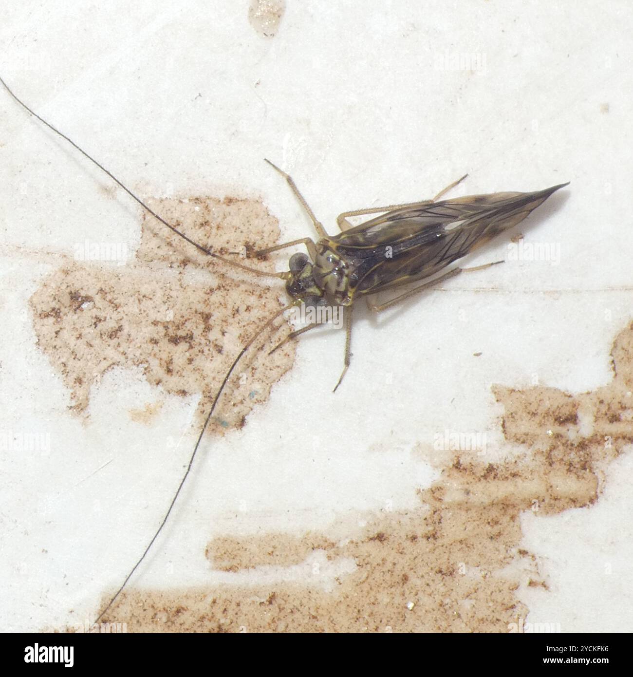 Barklice, Booklice, and Parasitic Lice (Psocodea) Insecta Stock Photo ...