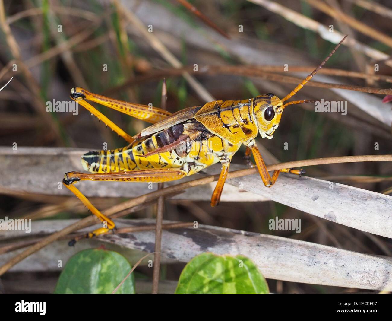 Eastern Lubber Grasshopper (Romalea microptera) Insecta Stock Photo - Alamy