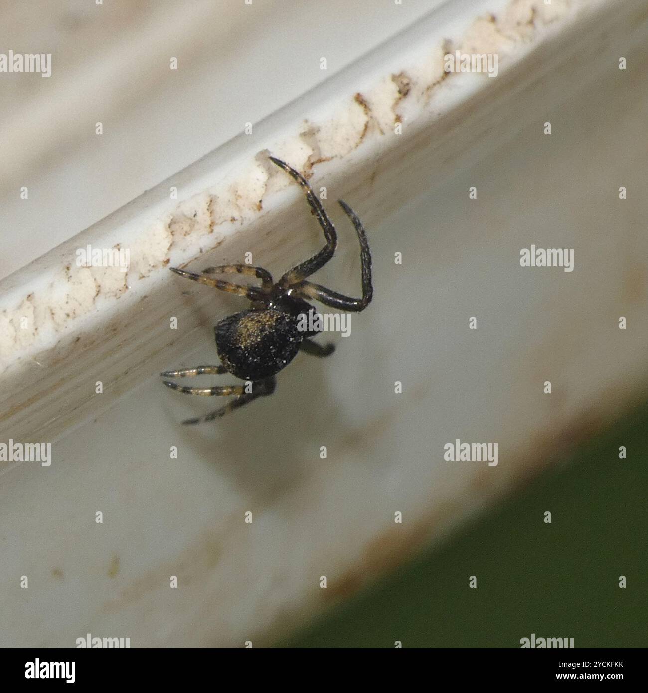 Spiders (Araneae) Arachnida Stock Photo - Alamy