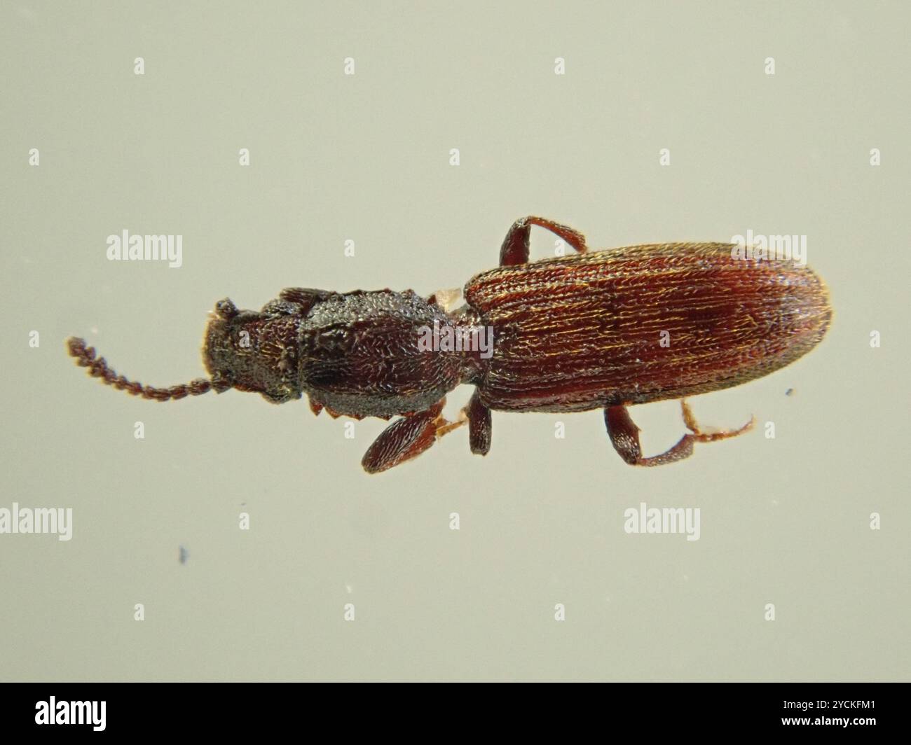 Merchant Grain Beetle (Oryzaephilus mercator) Insecta Stock Photo - Alamy